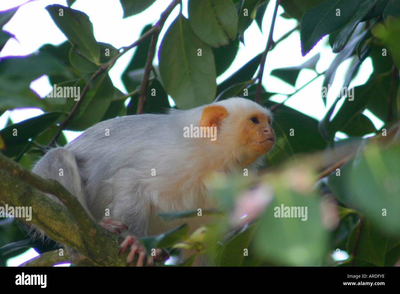 Silver marmoset hi-res stock photography and images - Alamy