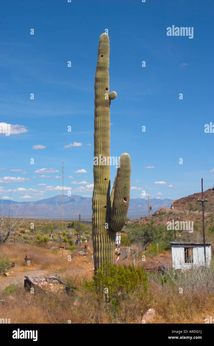Cactus On Route 66 Roadside With Bullet Holes In Stock Photo - Alamy