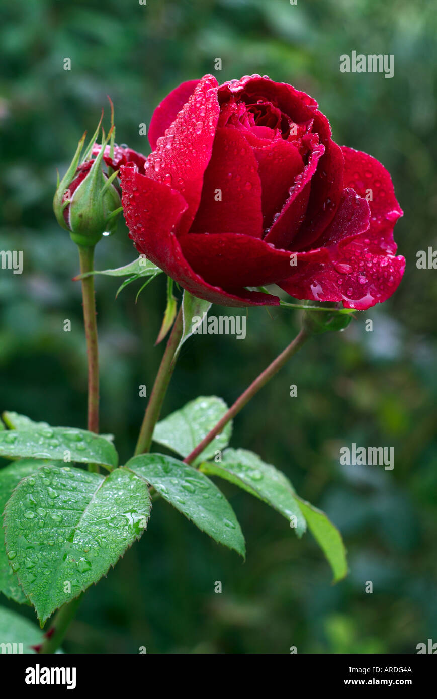 Rose L D Braithwaite High Resolution Stock Photography and Images - Alamy
