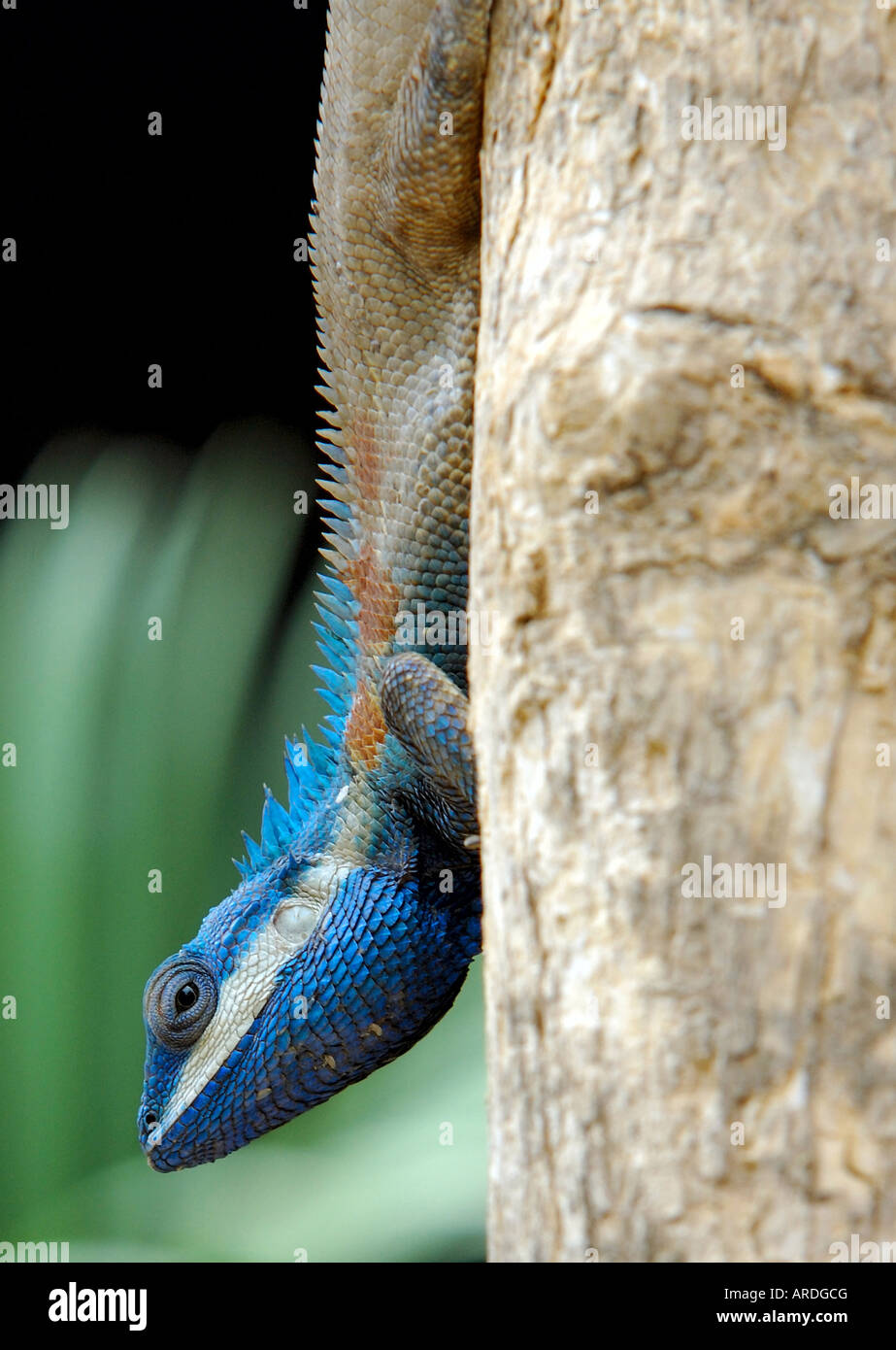 Blue headed lizard Stock Photo - Alamy