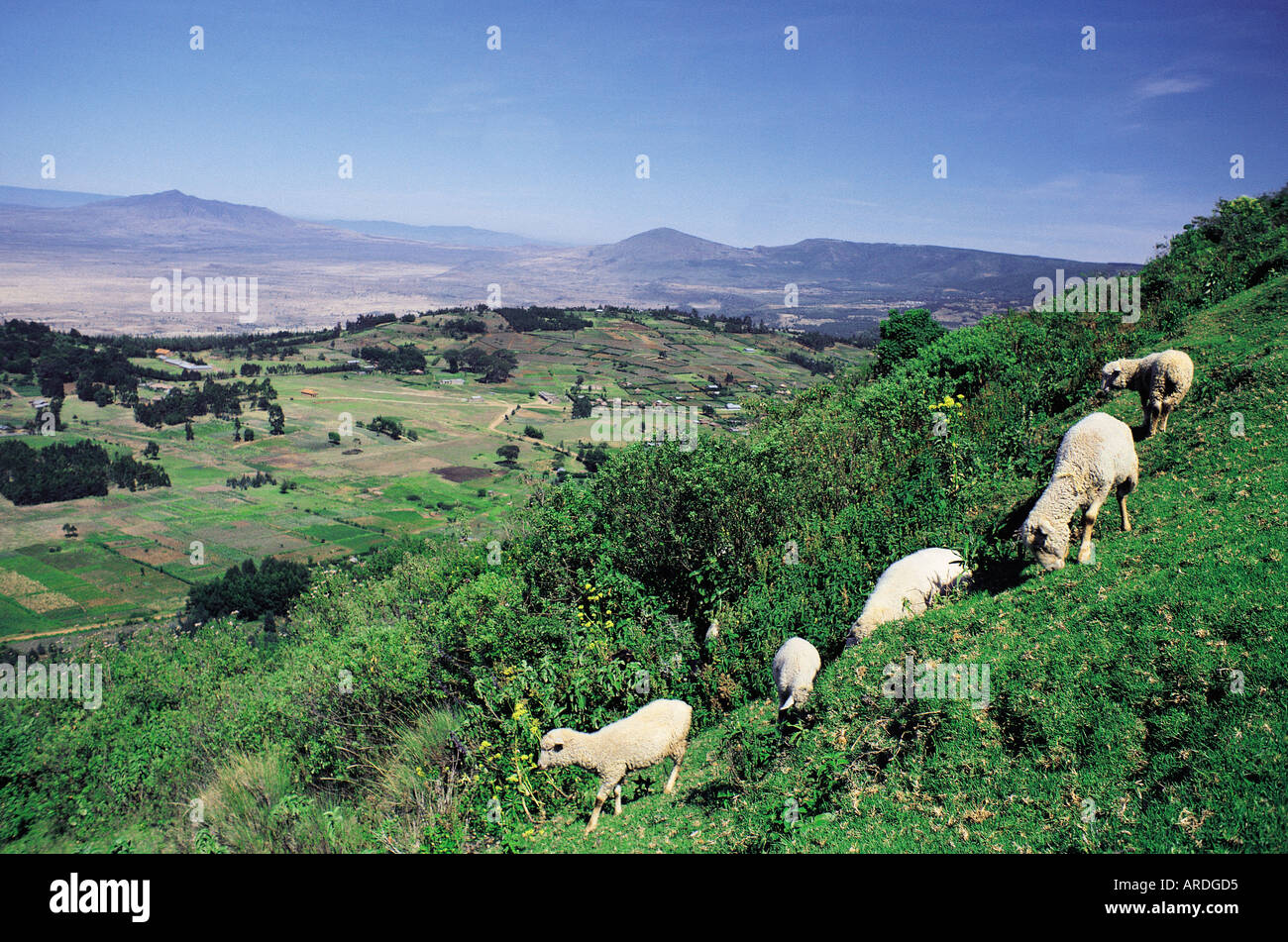 Sheep grazing on the edge of the Great Rift Valley near Limuru Kenya ...