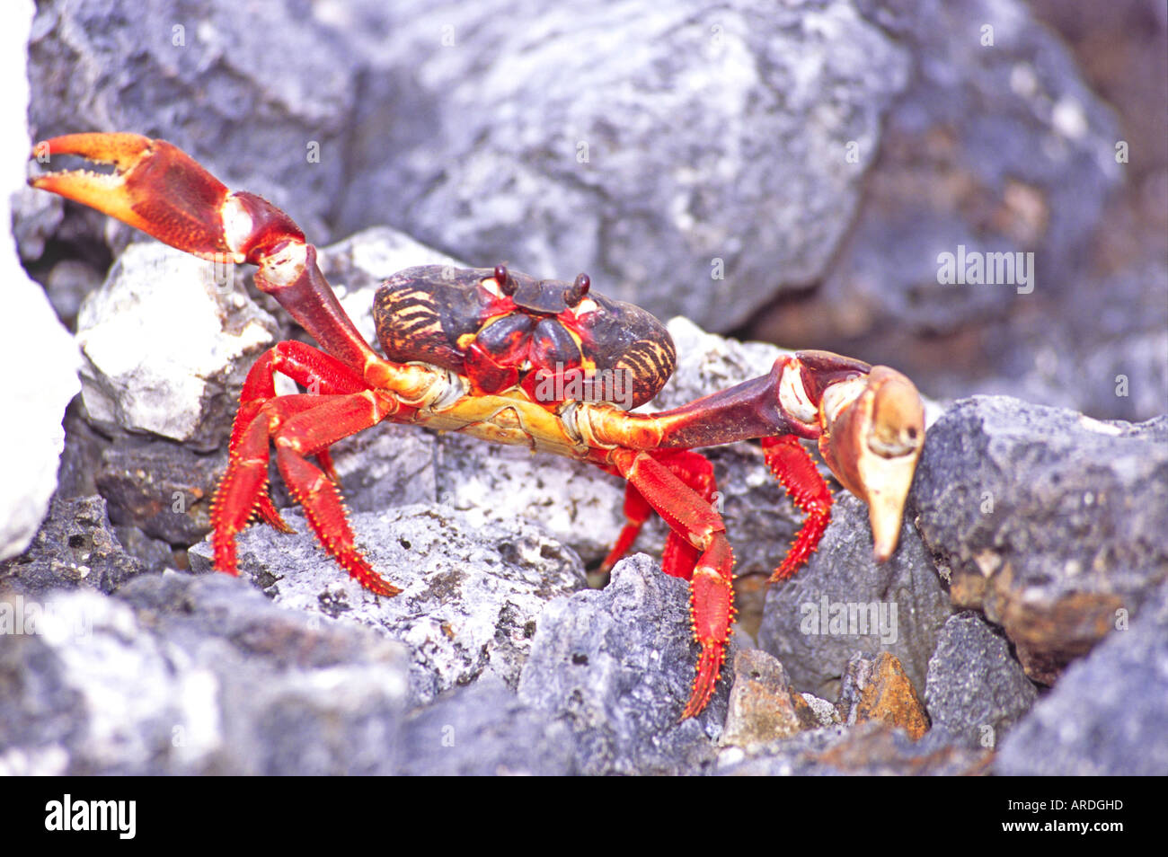 Crab On Rocks Stock Photo - Alamy