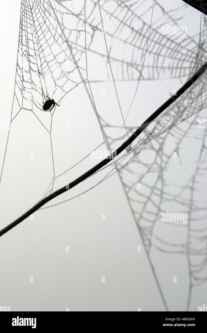 Spider s web in winter no 1 Stock Photo - Alamy