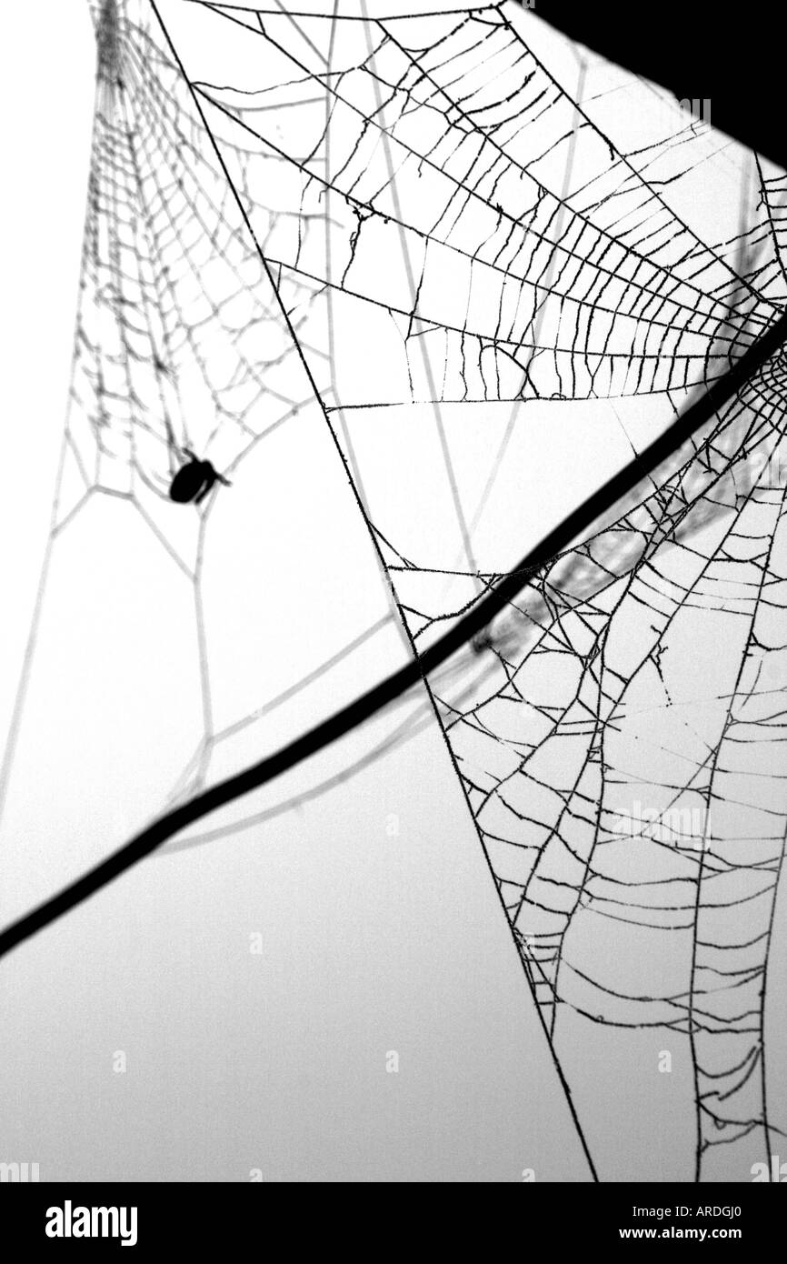 Spider no web Black and White Stock Photos & Images - Alamy