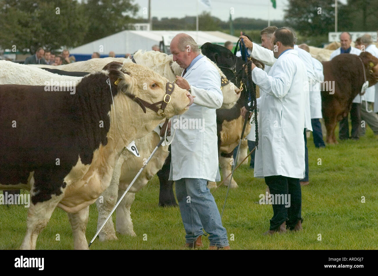 Man judging cattle hi-res stock photography and images - Alamy