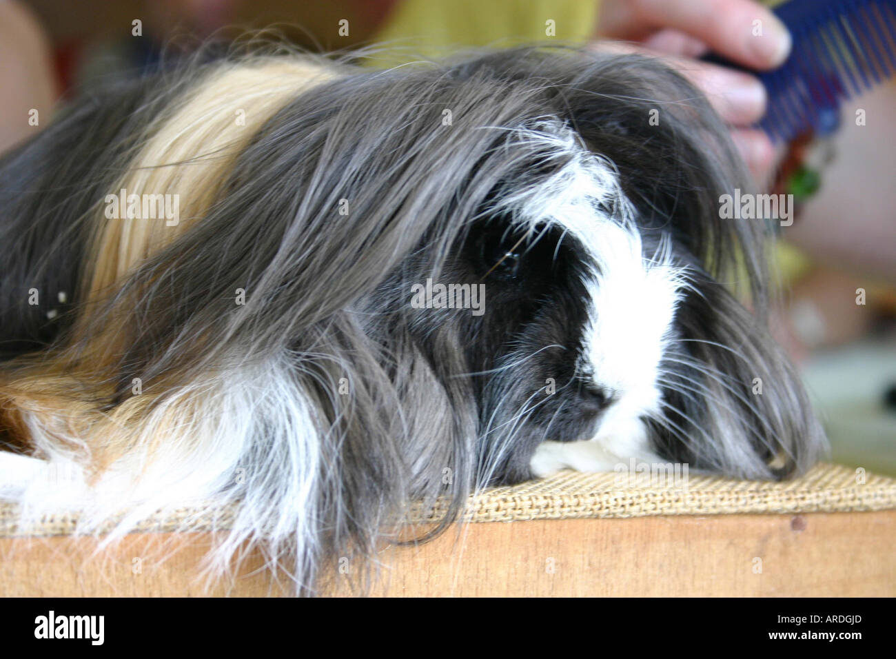 Peruvian Cavy Guinea Pig with sweep brushed out on the show board Stock ...
