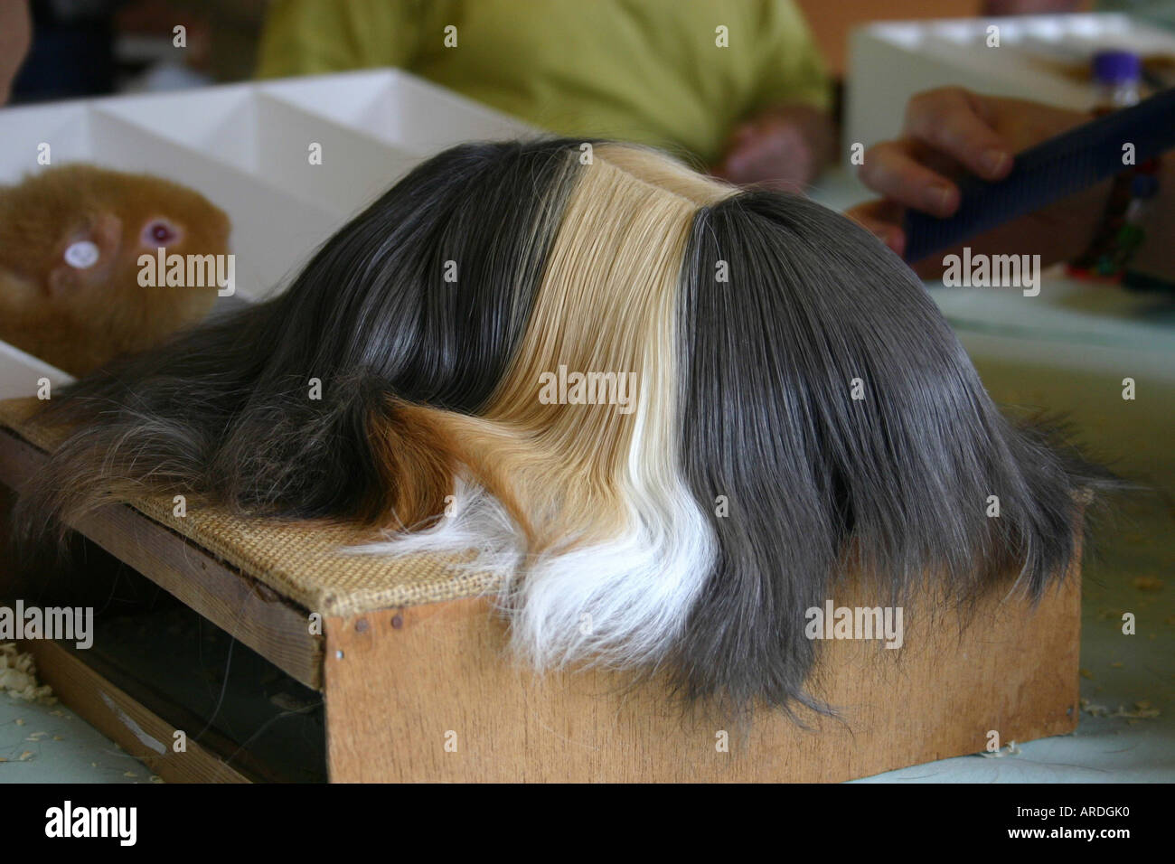 Peruvian Cavy Guinea Pig with sweep brushed out on show board Stock ...