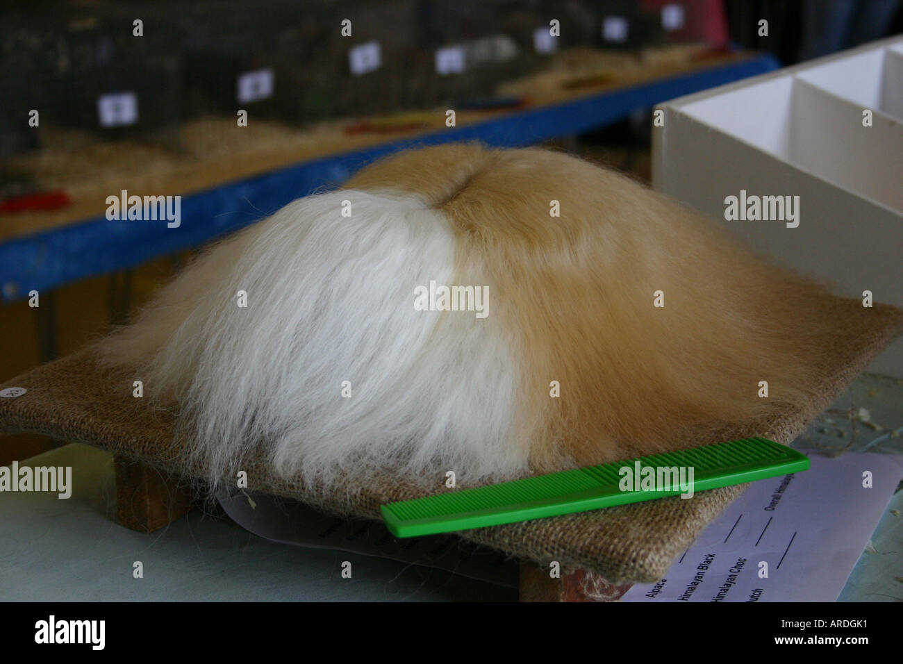Guinea pig breeds hi-res stock photography and images - Alamy