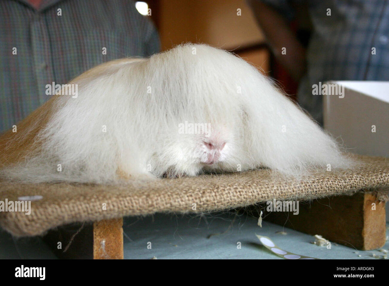 Smooth hair guinea pig hi-res stock photography and images - Alamy