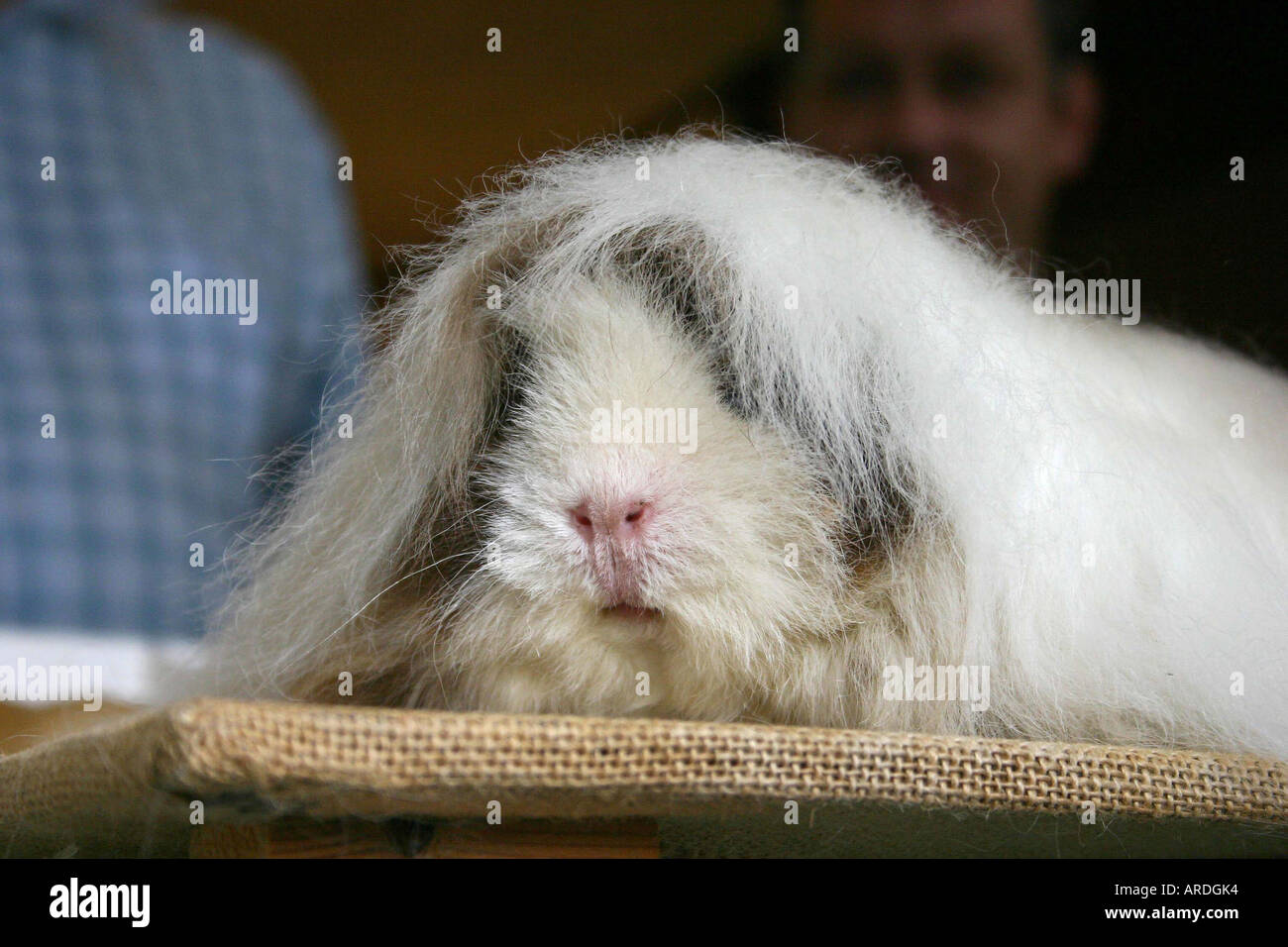 Black face sweep hi-res stock photography and images - Alamy