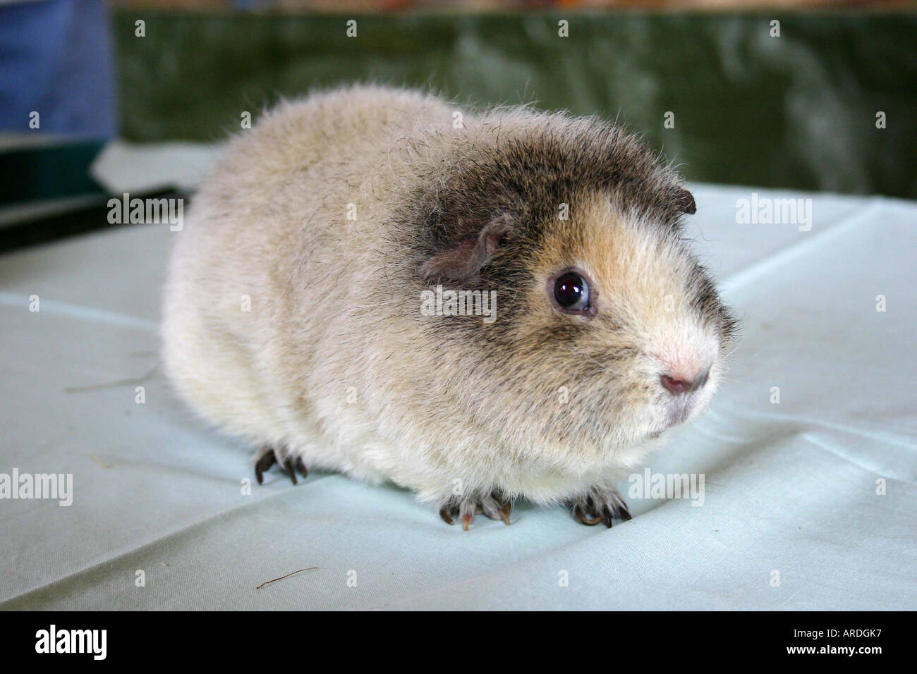 Tri Colour Rex Cavy Guinea Pig Stock Photo - Alamy
