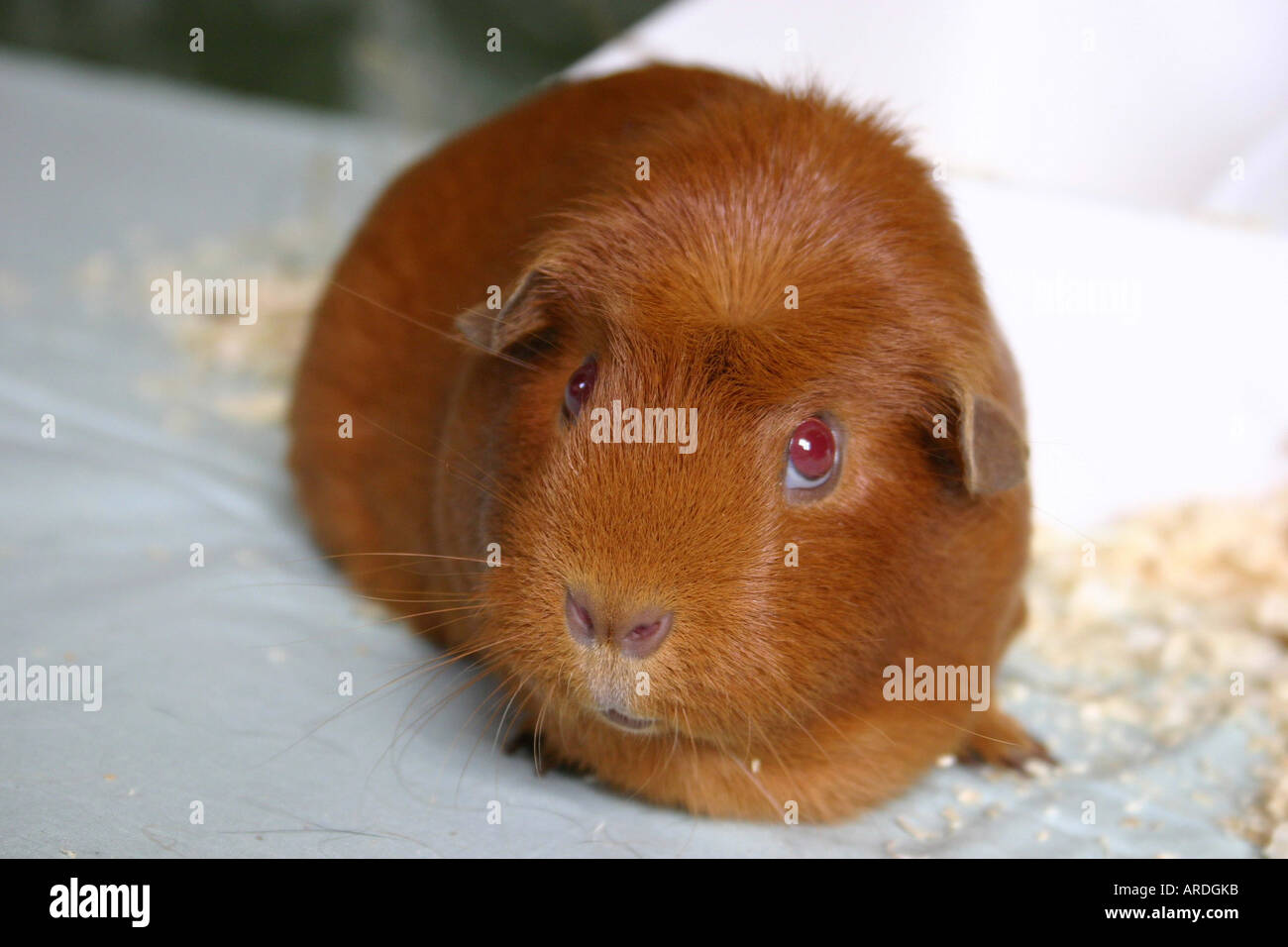 Pink Eyed Golden Crested Cavy Guinea Pig Stock Photo - Alamy