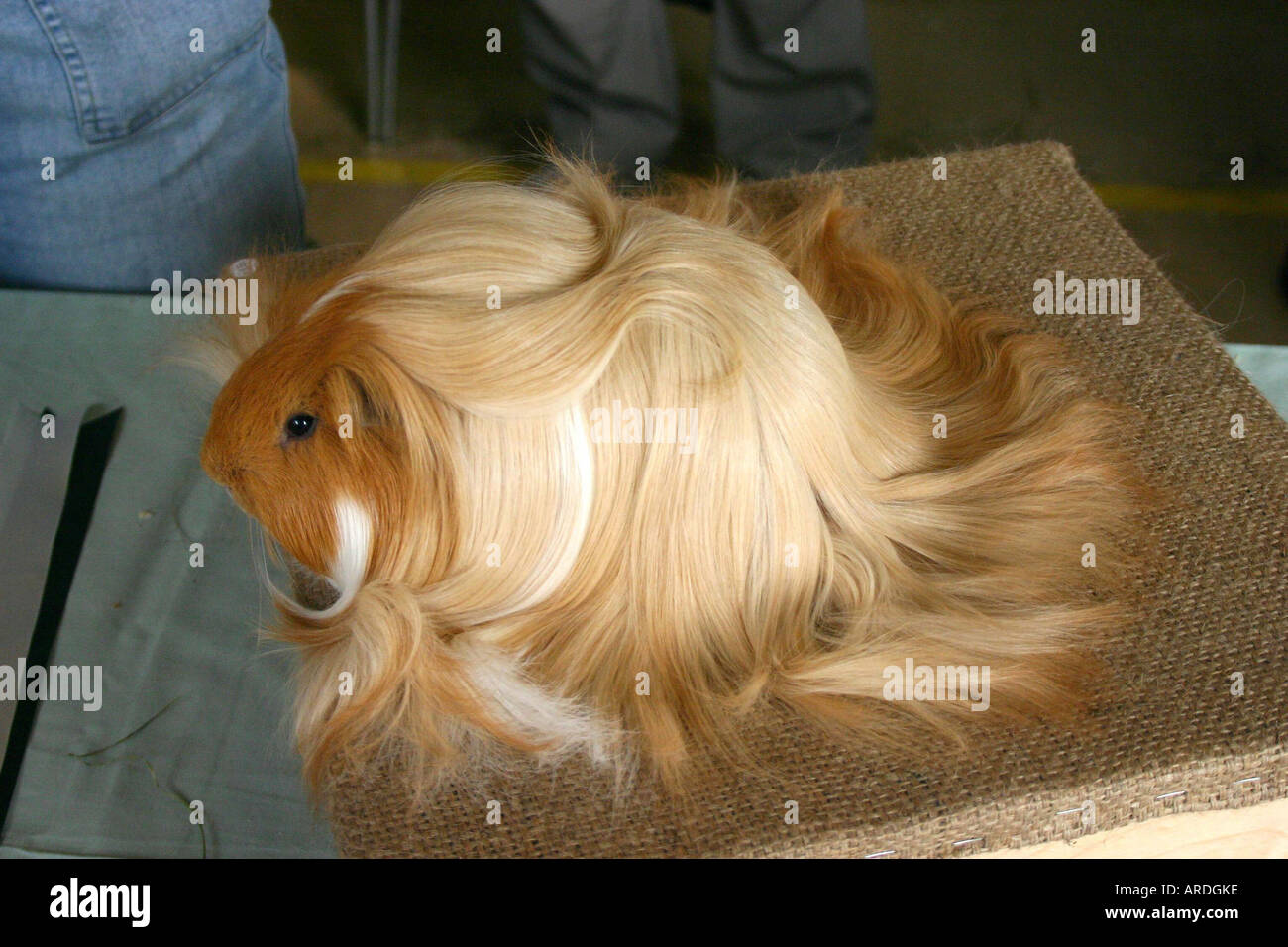 Blonde guinea pig hi-res stock photography and images - Alamy