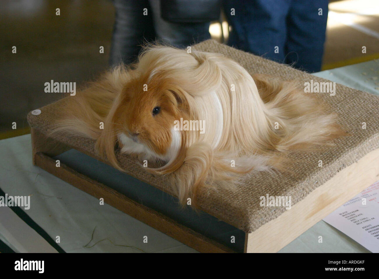 Blonde guinea pig hi-res stock photography and images - Alamy
