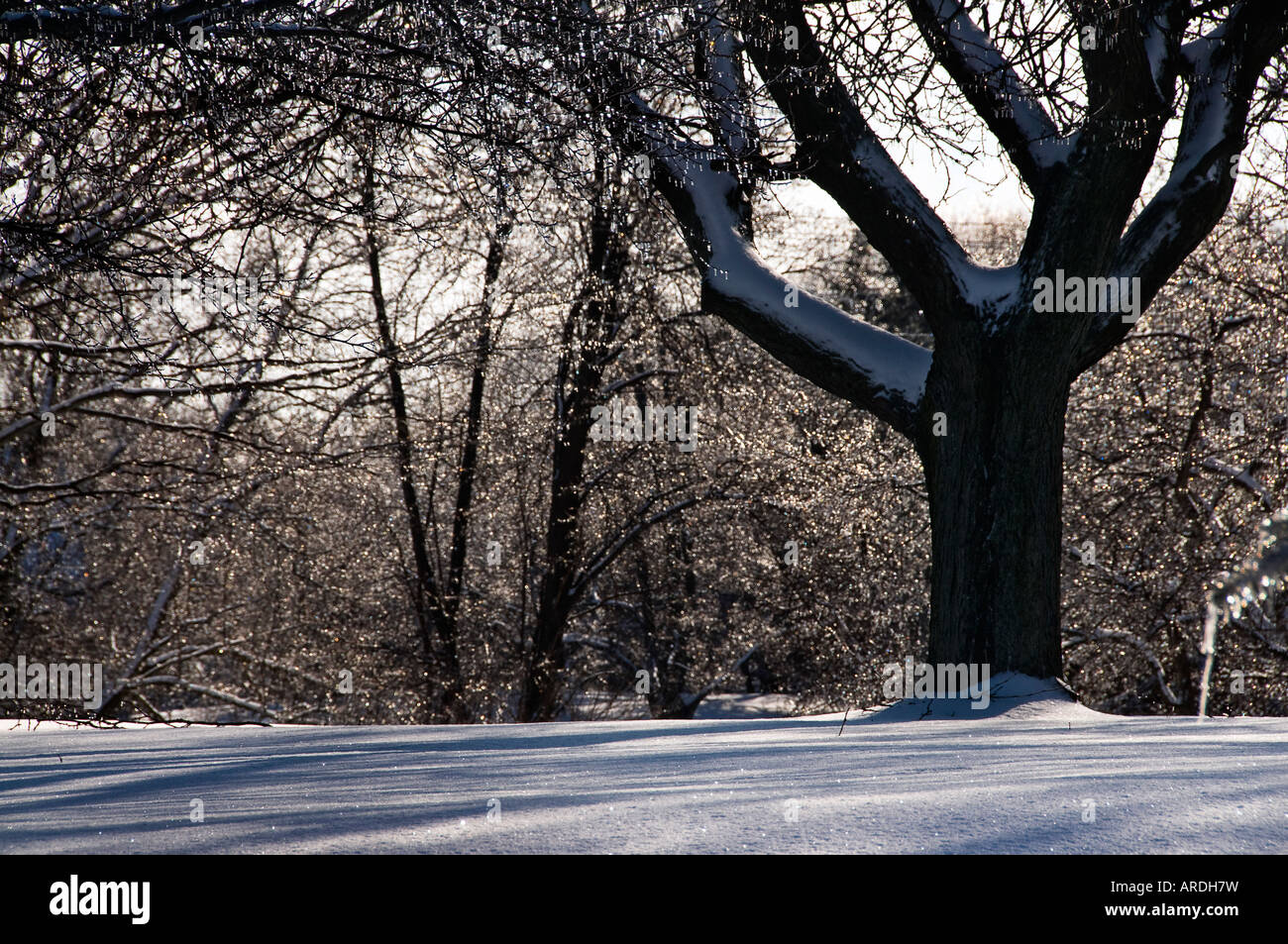 Large maple tree with snow stuck on the branches in winter Stock Photo ...