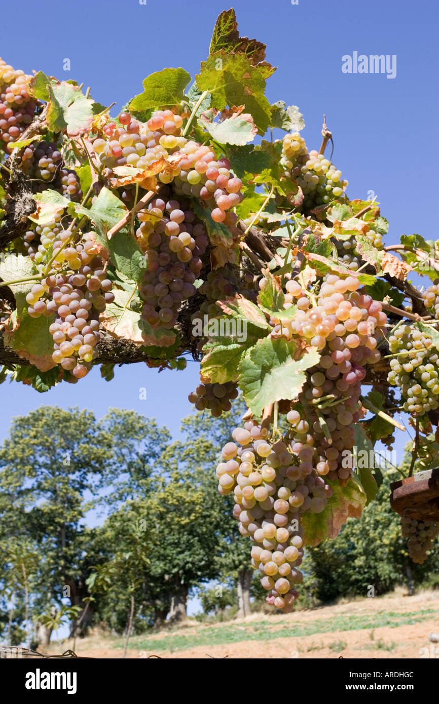Grapes national hi-res stock photography and images - Alamy