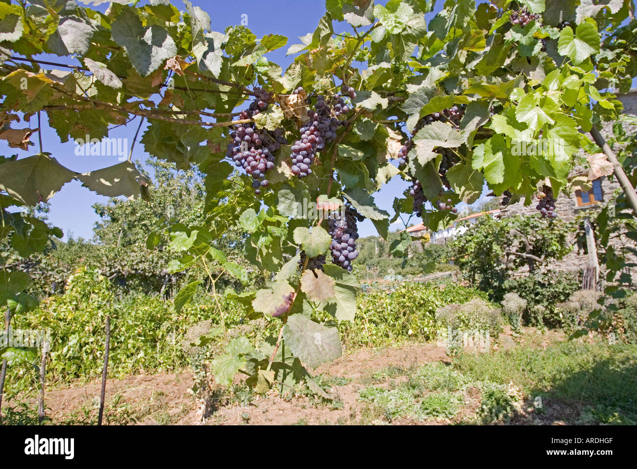 Grapes national hi-res stock photography and images - Alamy