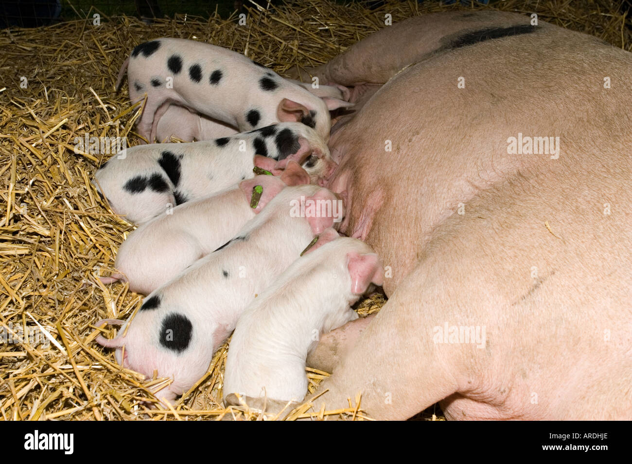 Five Gloucester Old Spot piglets suckling from sow Morteon Show UK ...