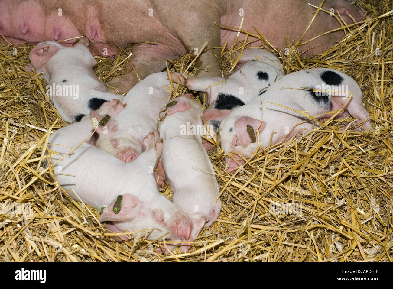Five Gloucester Old Spot piglets suckling from sow Moreton Show UK ...