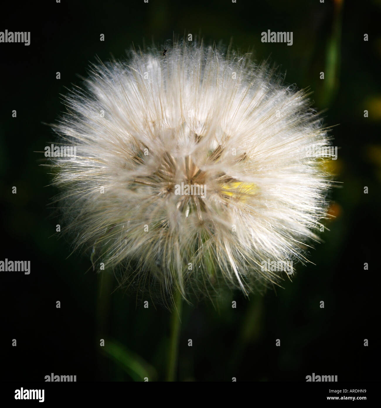 Giant Dandelion In Italy Stock Photo - Alamy