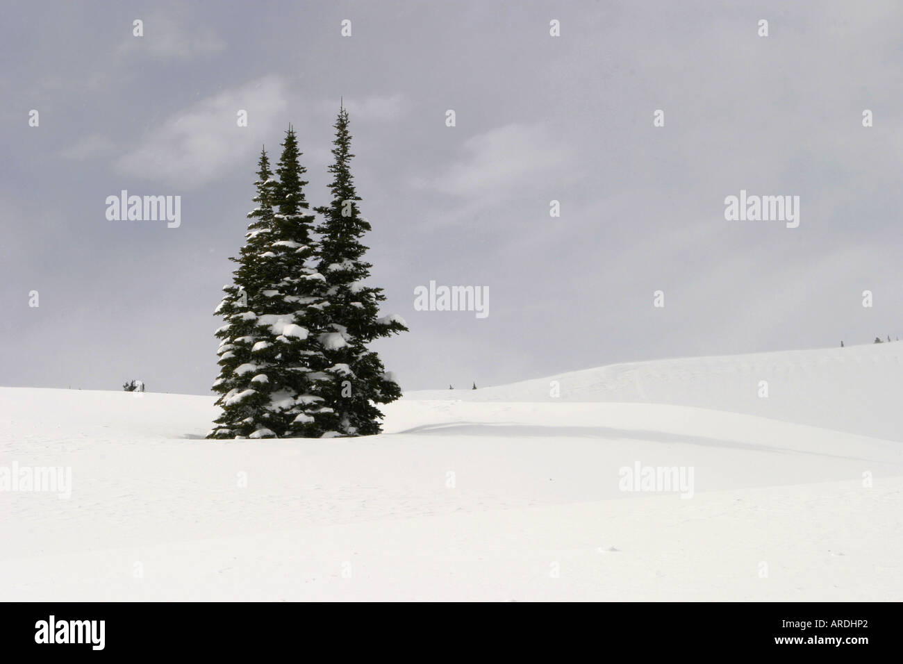 Three Trees In Snow, Vertical Stock Photo - Alamy