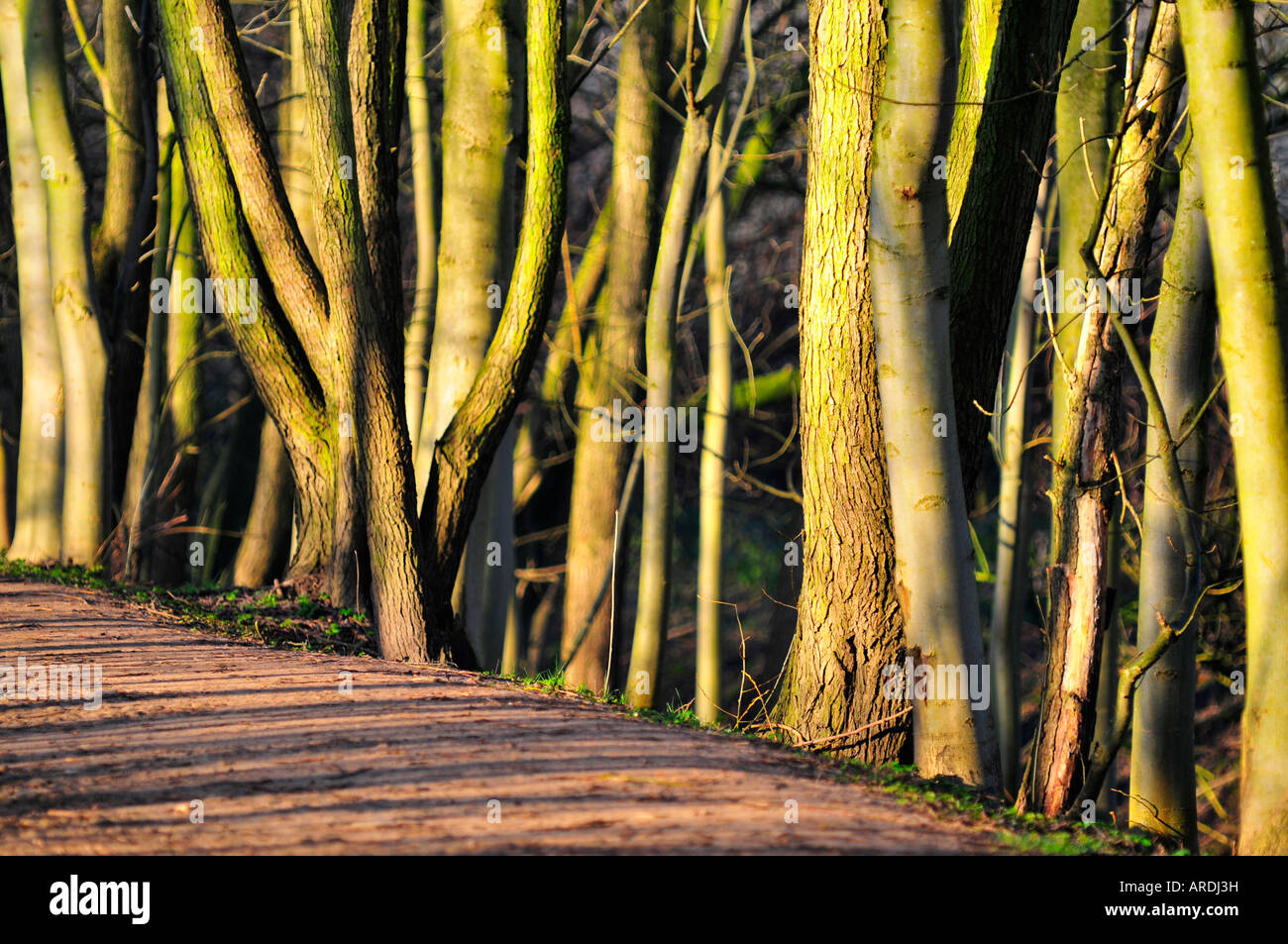 trees planted closely together Stock Photo - Alamy