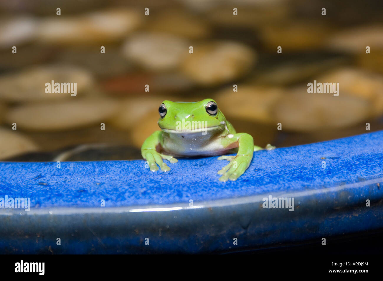 Green Tree Frog Litoria caerulea New South Wales Australia Stock Photo ...