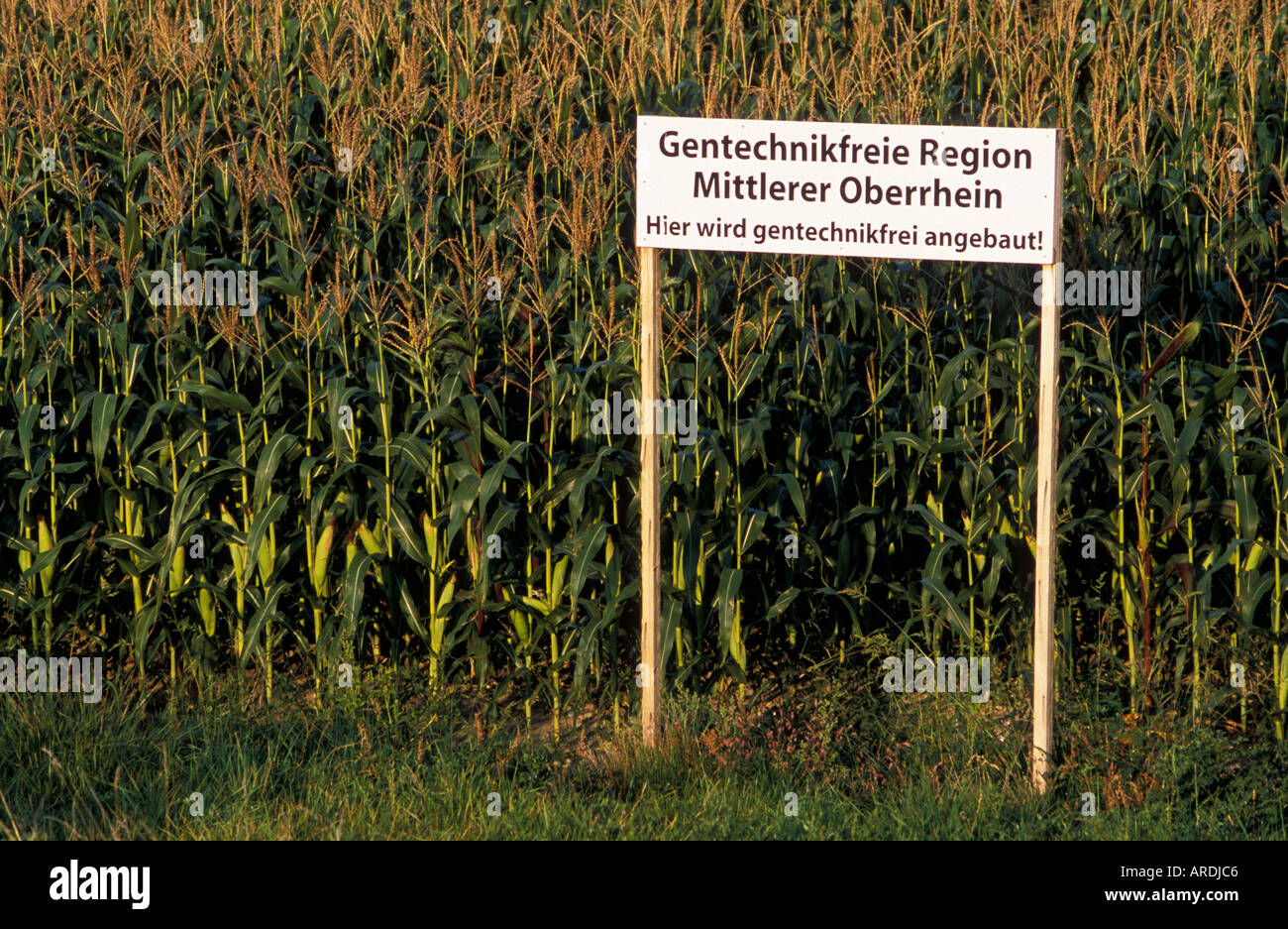 Sign indicating the maize crop is NOT genetically modified Karlsruhe ...