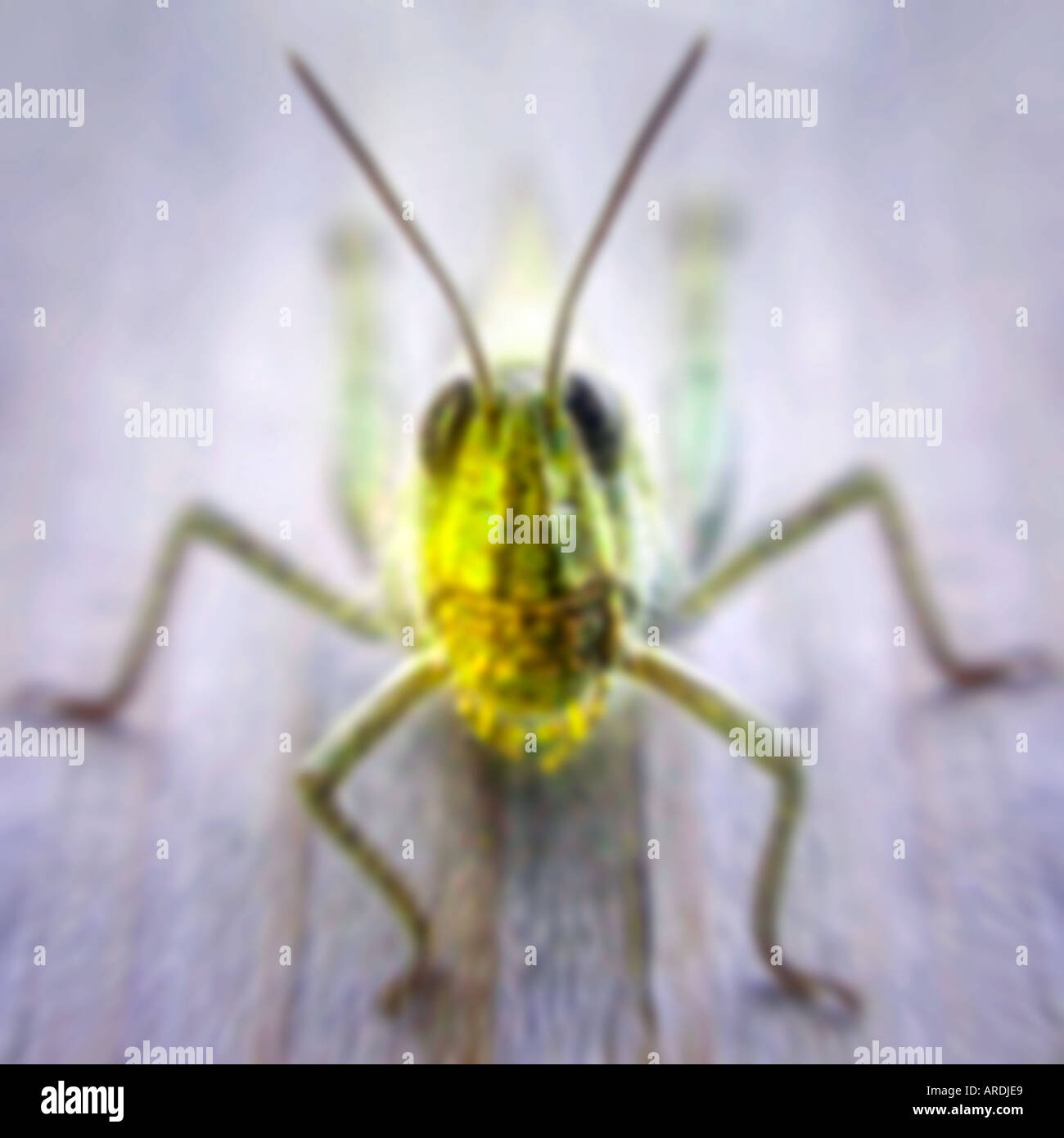 Abstract of grasshopper Stock Photo - Alamy