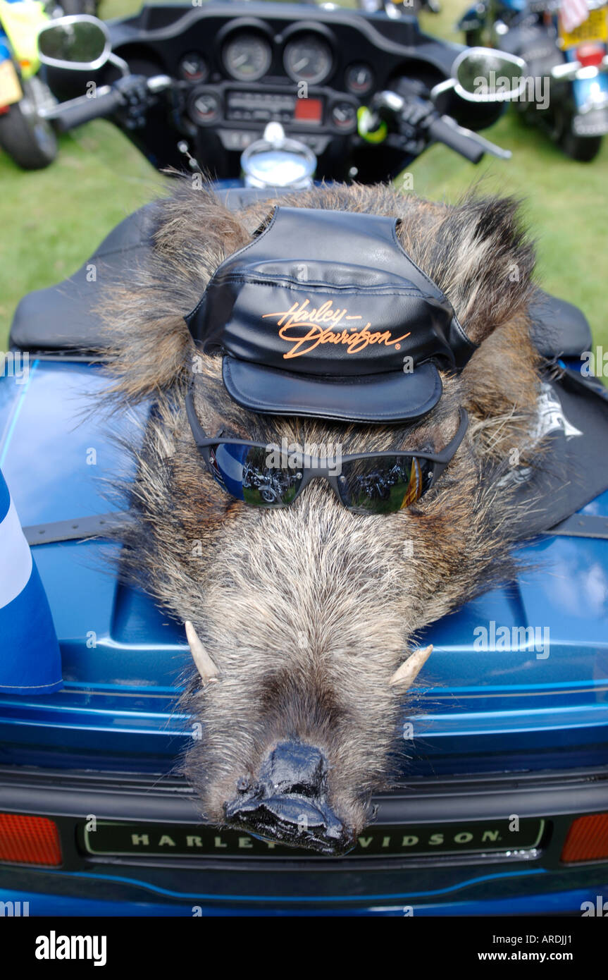 Harley Davidson Motorcycle real Hogs Head Mascot on Pillion. XTR 3702 ...