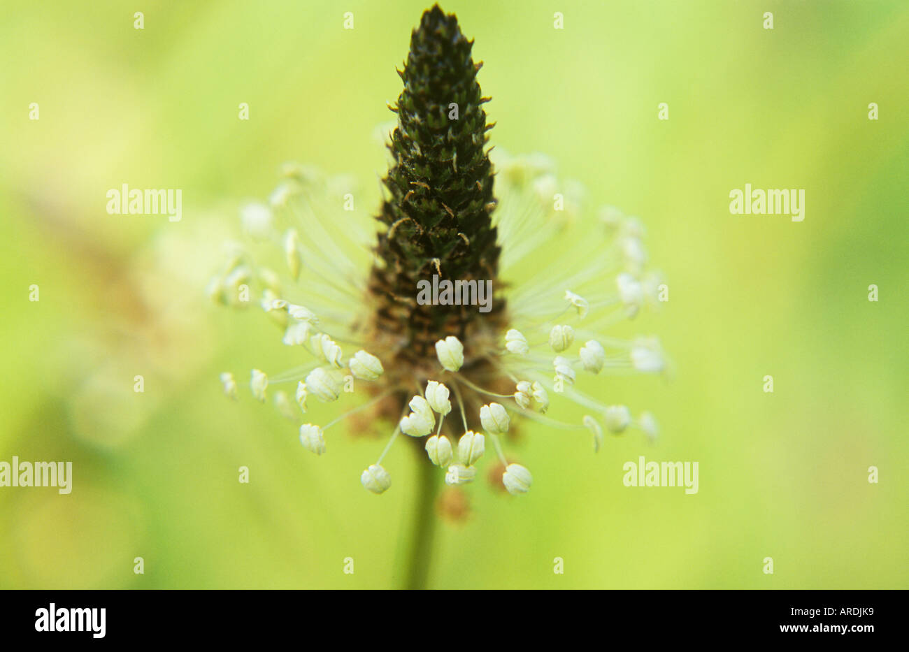 Close up of flowerhead of summer Ribwort plantain or Plantago ...