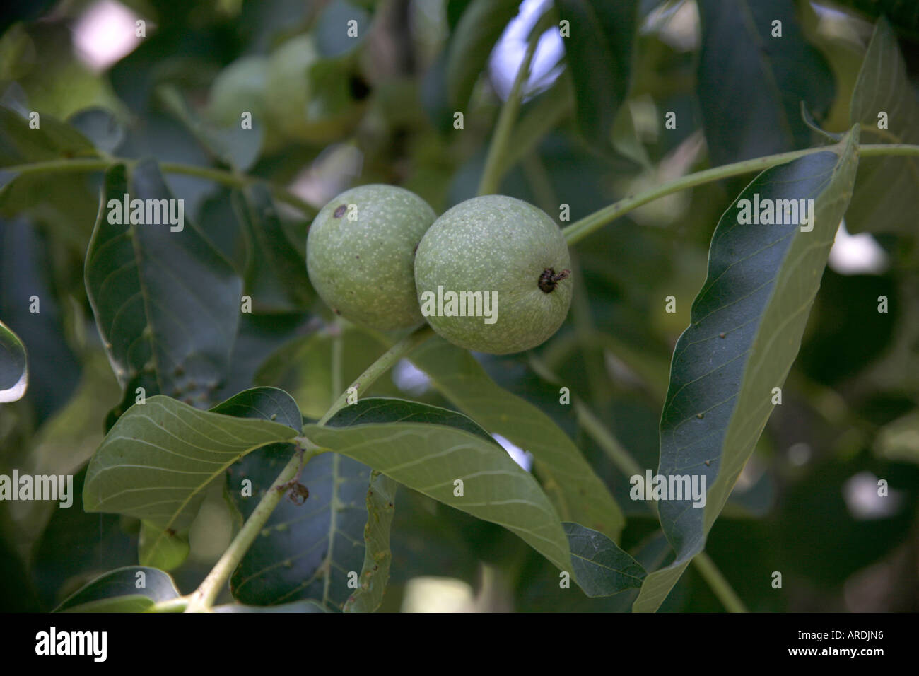 Walnuts growing on a tree Stock Photo - Alamy