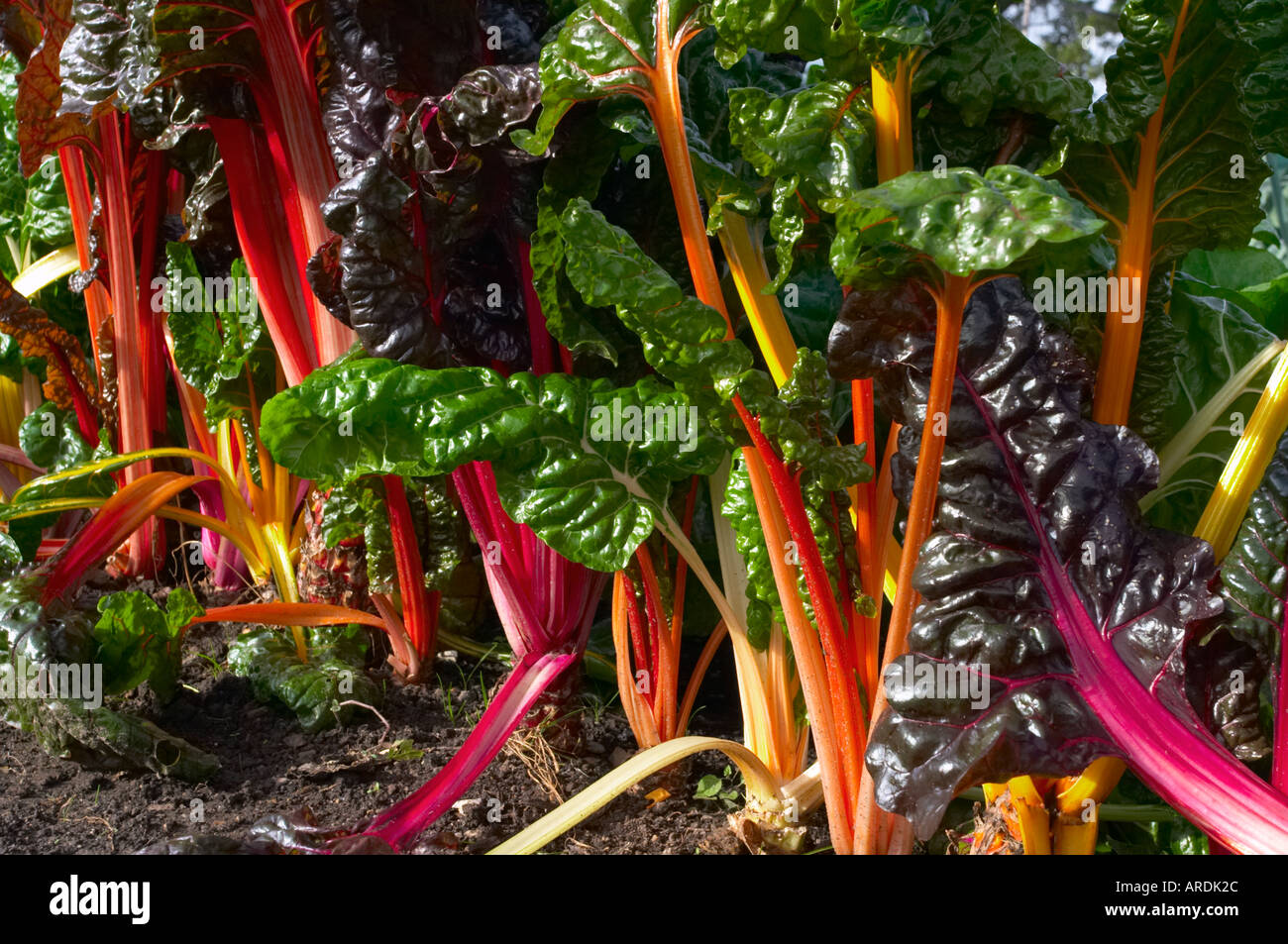 Bright lights chard hi-res stock photography and images - Alamy