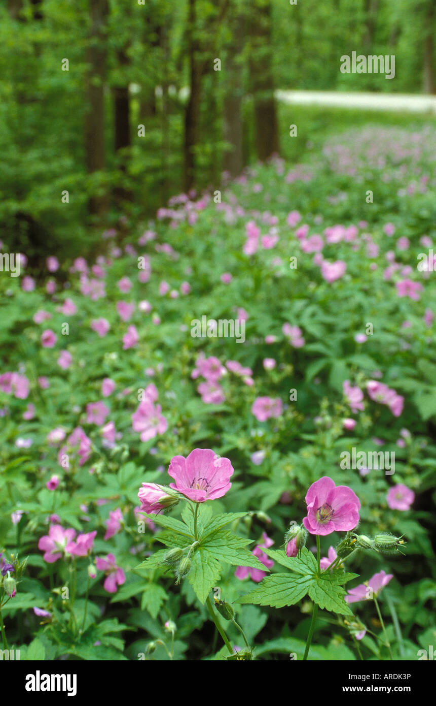Appalachians united states of america skyline drive wildflower hi-res ...