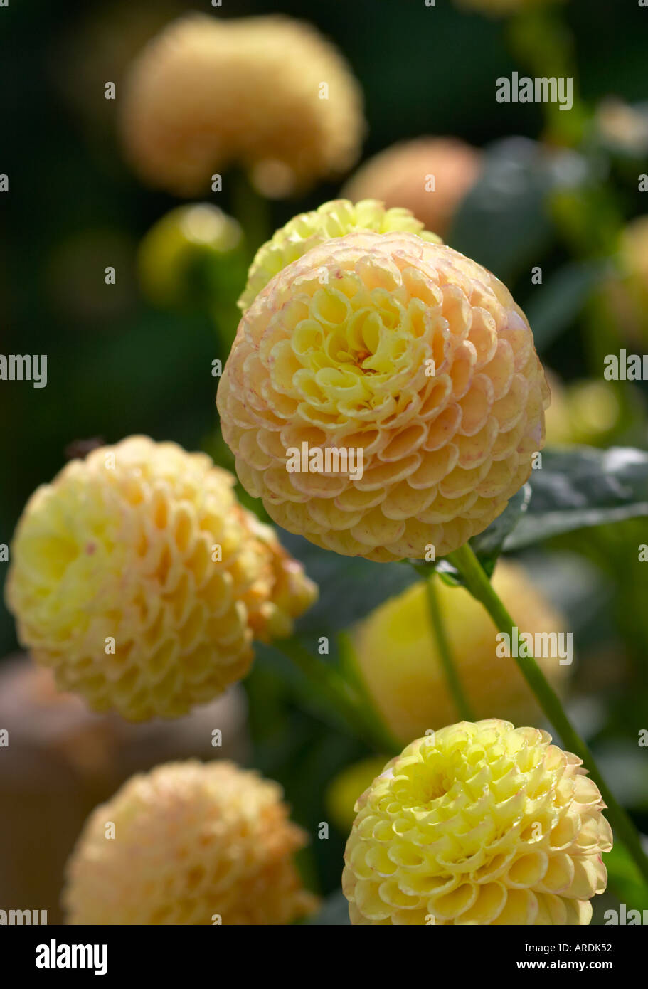 Pompoms dahlias hi-res stock photography and images - Alamy