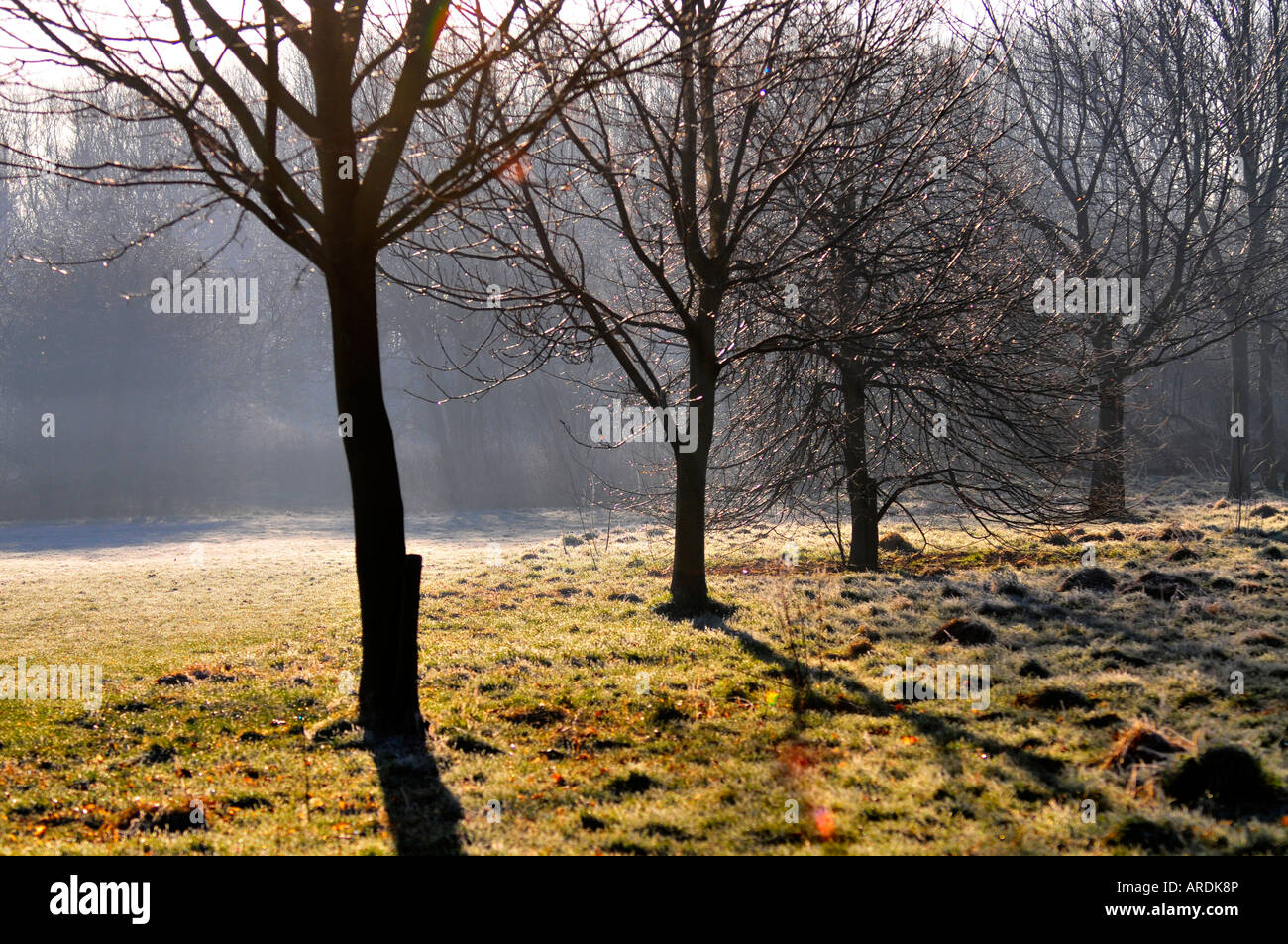 Backlit winter trees hi-res stock photography and images - Alamy