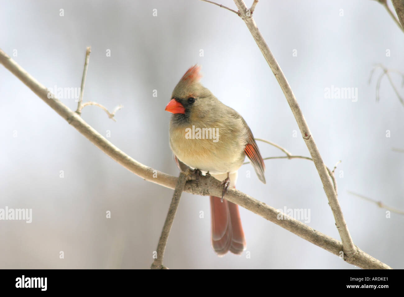 Female cardinal hi-res stock photography and images - Alamy