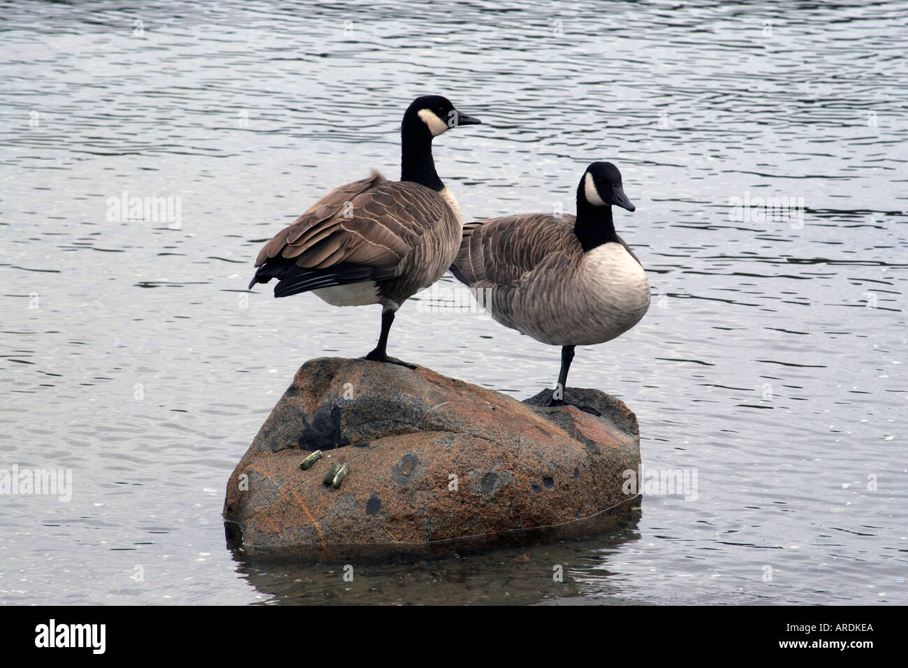 Canada geese water hi-res stock photography and images - Alamy