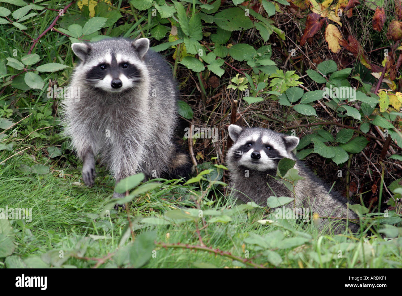 Raccoon nest hi-res stock photography and images - Alamy