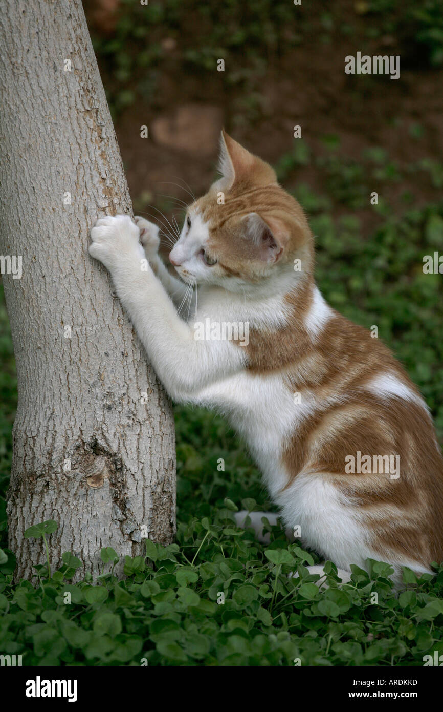 Adult scratching tree trunk hi-res stock photography and images - Alamy