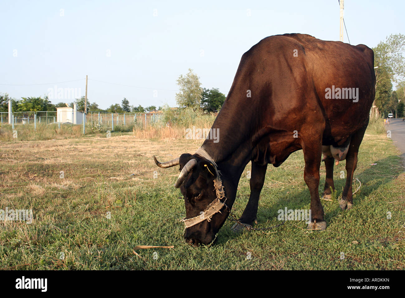 Browse grasses hi-res stock photography and images - Alamy
