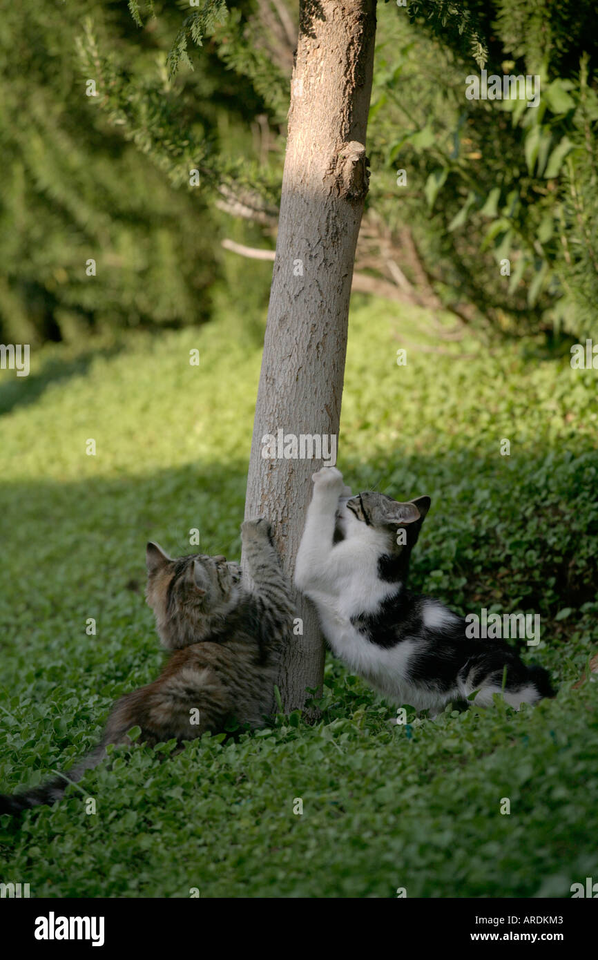 Adult scratching tree trunk hi-res stock photography and images - Alamy