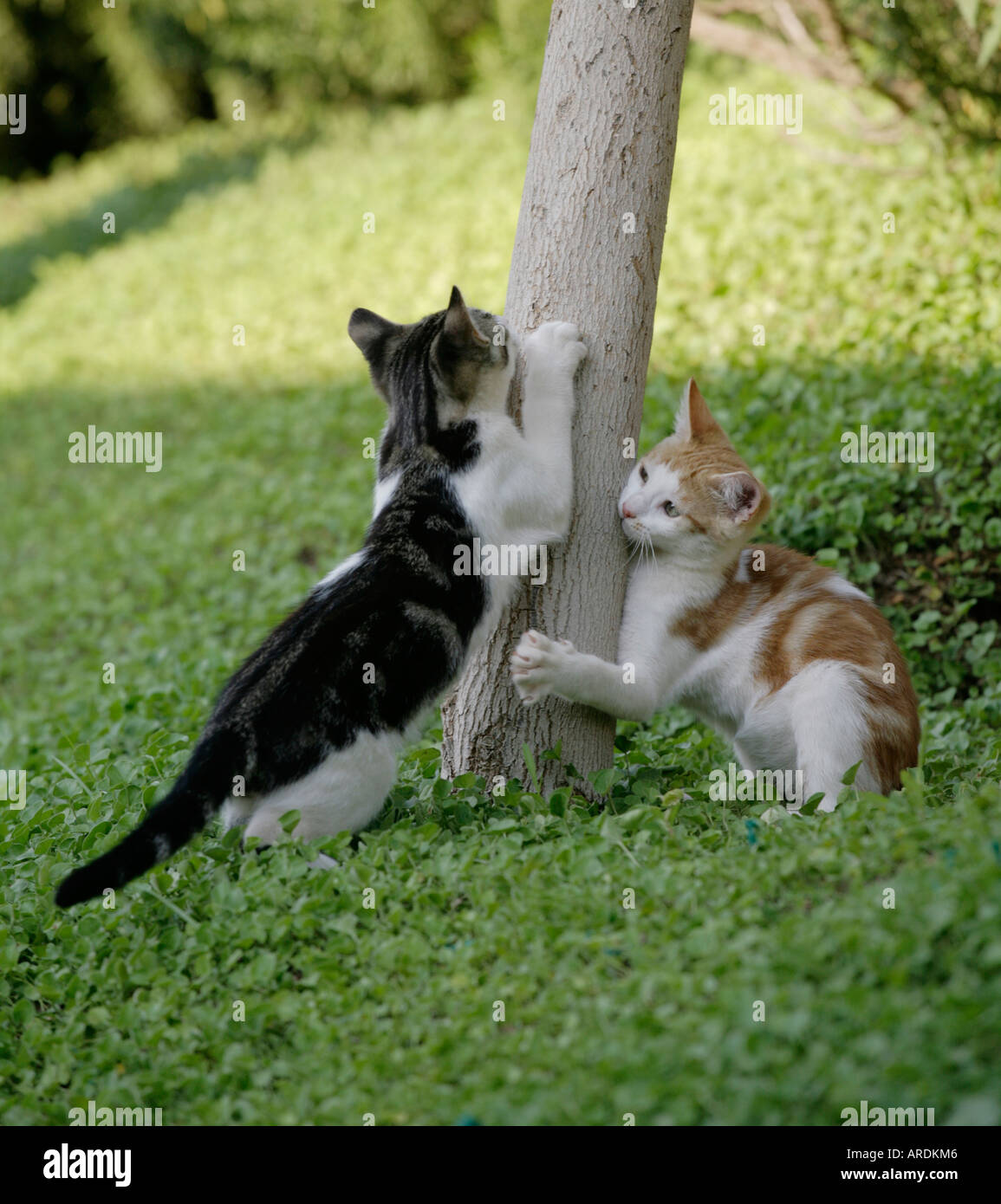 Cute wild kittens sharpening claws Stock Photo - Alamy