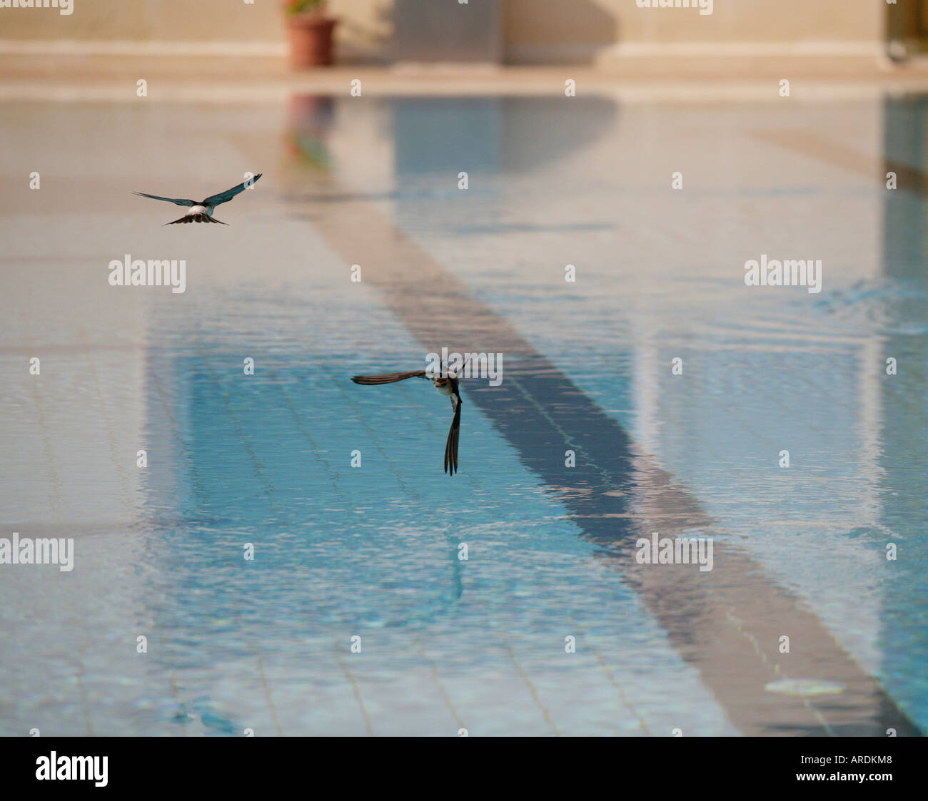 Swallow and Swift swoop down on a swimming pool to hunt insects or ...