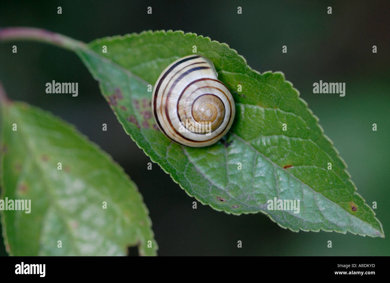 White lipped snail cepaea hortensis hi-res stock photography and images ...