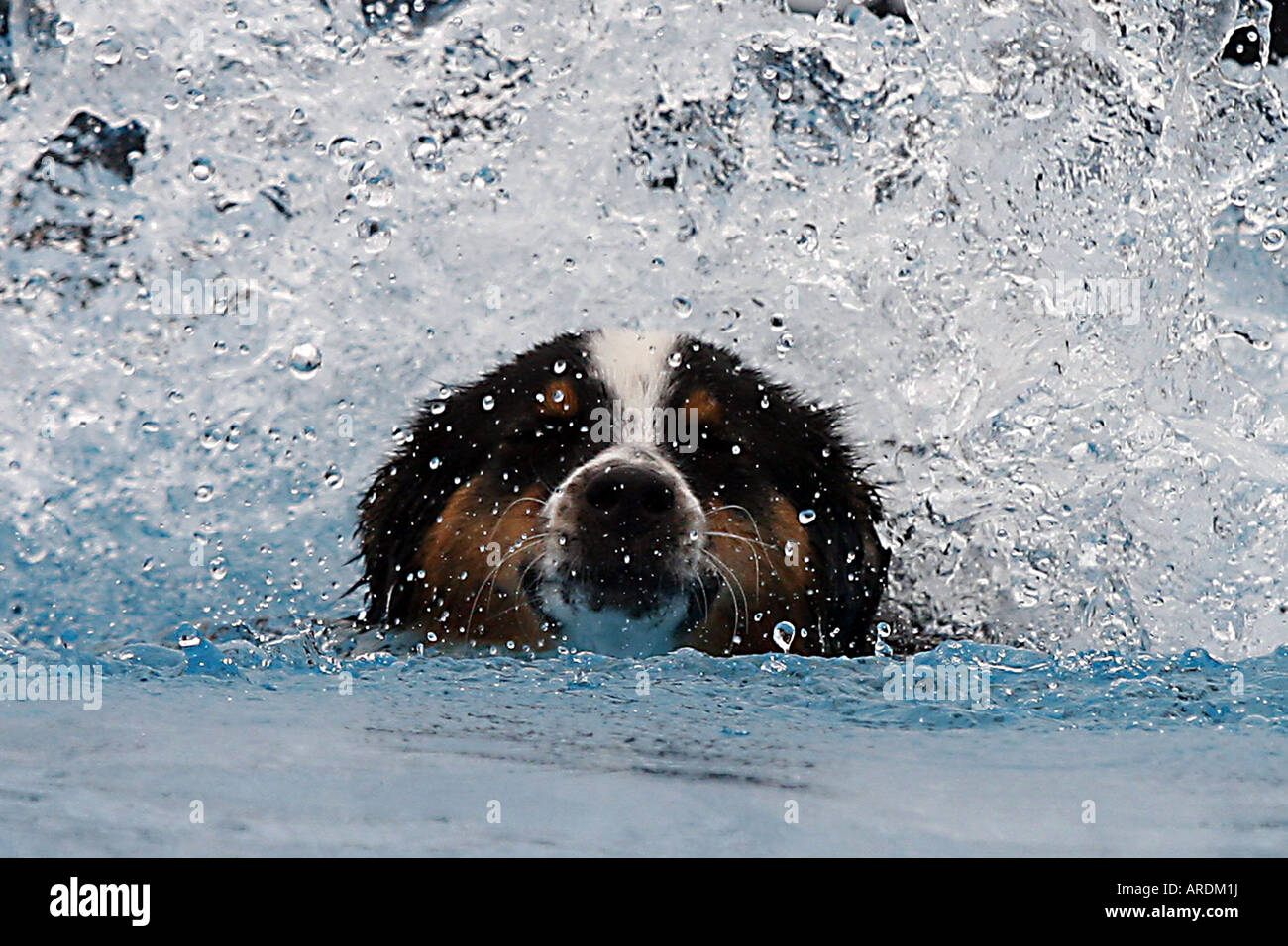 A dog makes a big splash Stock Photo - Alamy