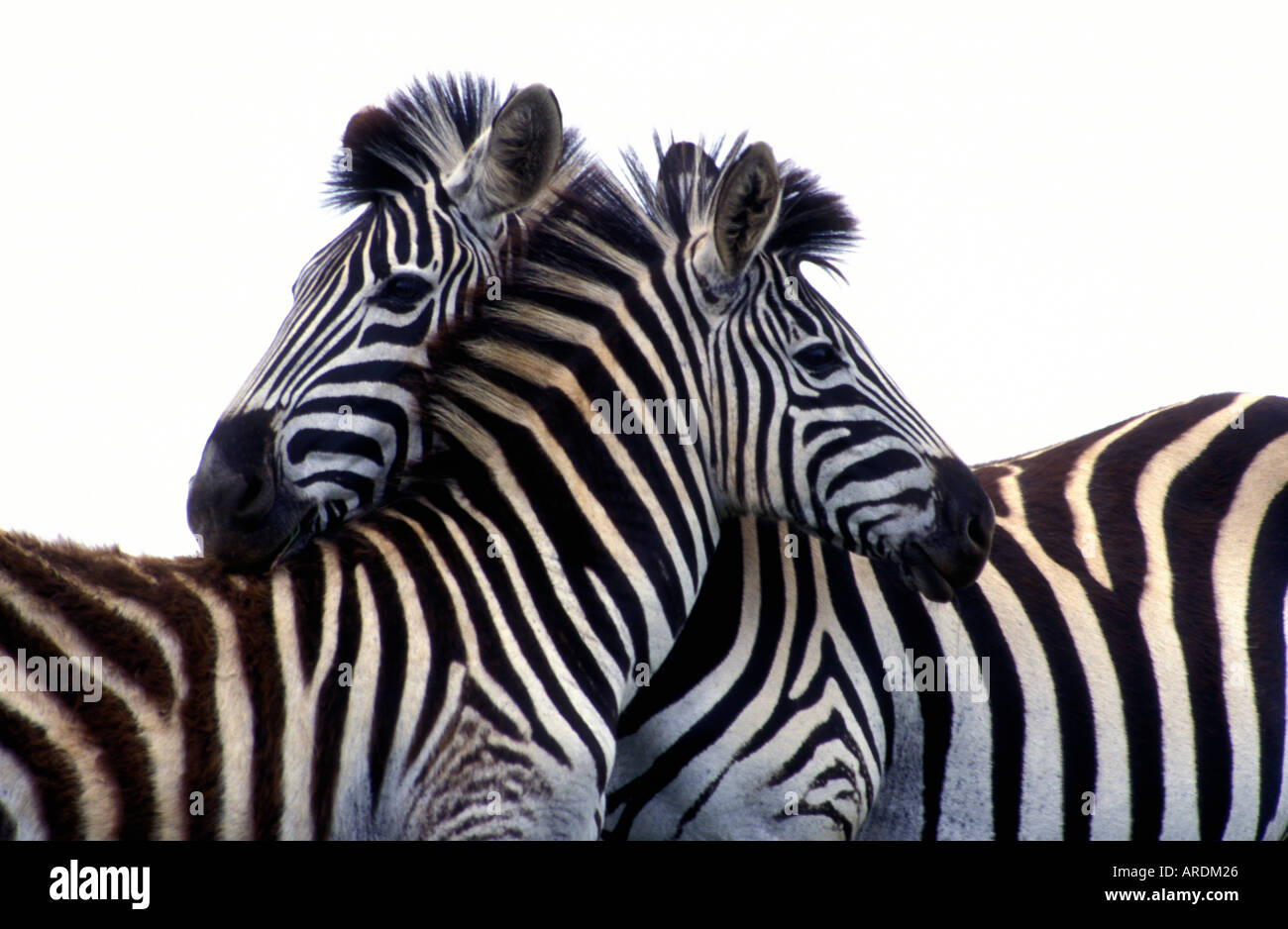 Two Common Zebra resting their chins on each other backs Milwane Game ...