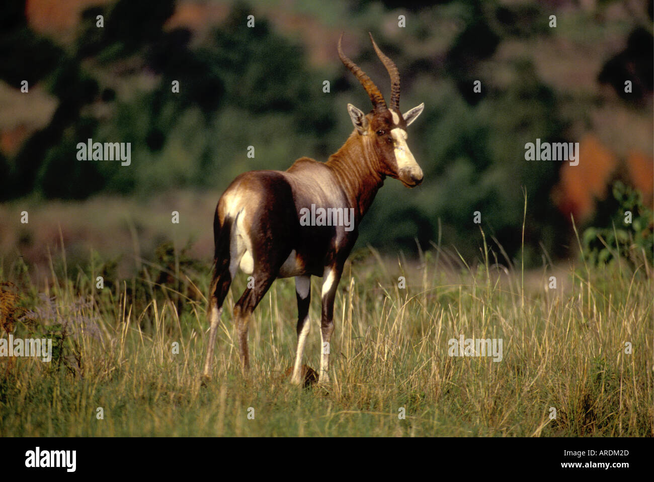 Bontebok antelope Milwane Game Reserve southern Africa Stock Photo - Alamy