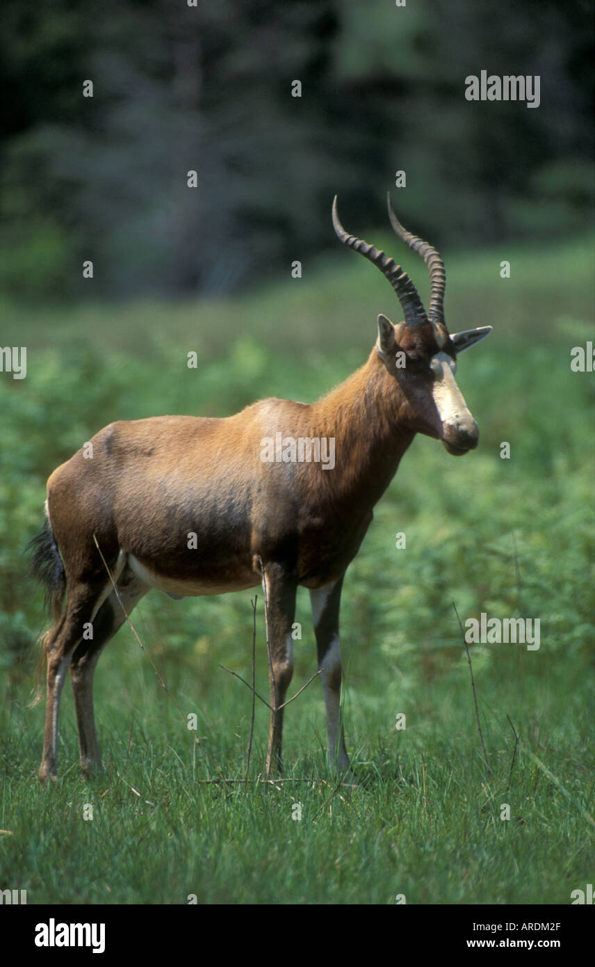 Antelope hooves hi-res stock photography and images - Alamy