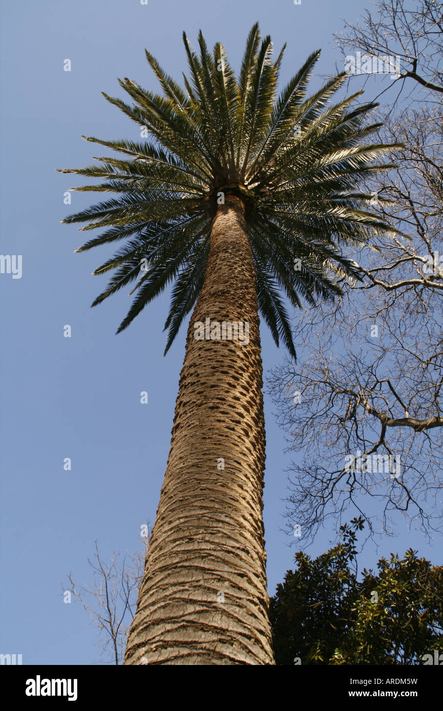 Palm tree in La Coruña, Spain Stock Photo - Alamy